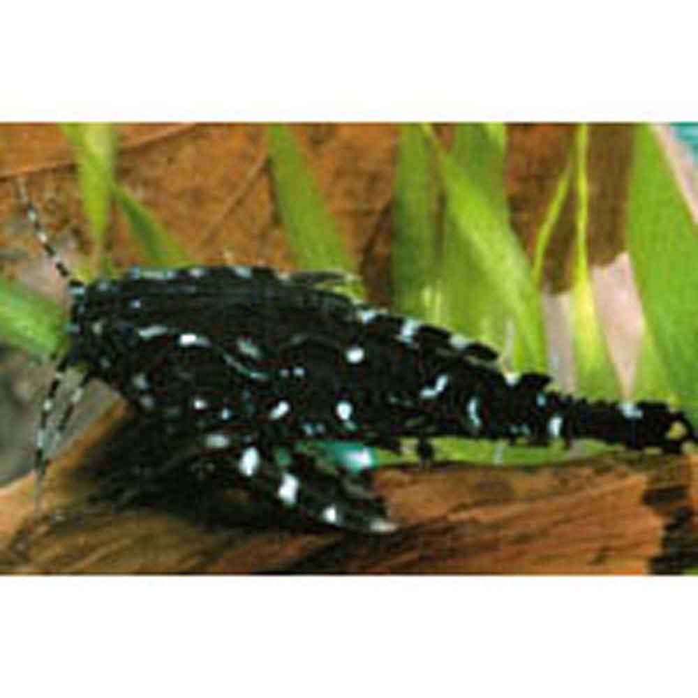 Spotted Raphael Catfish - Agamyxis pectinifrons