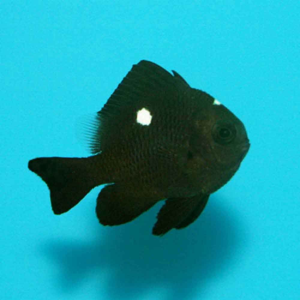 Domino Damsel - Dascyllus trimaculatus | That Fish Place