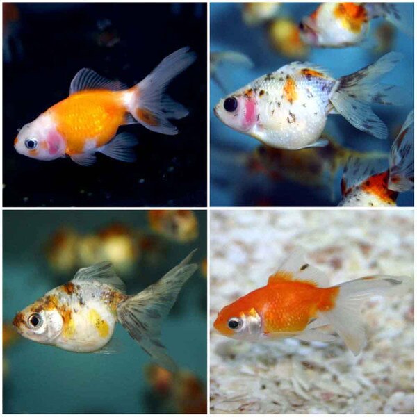 Pearlscale Goldfish - Medium