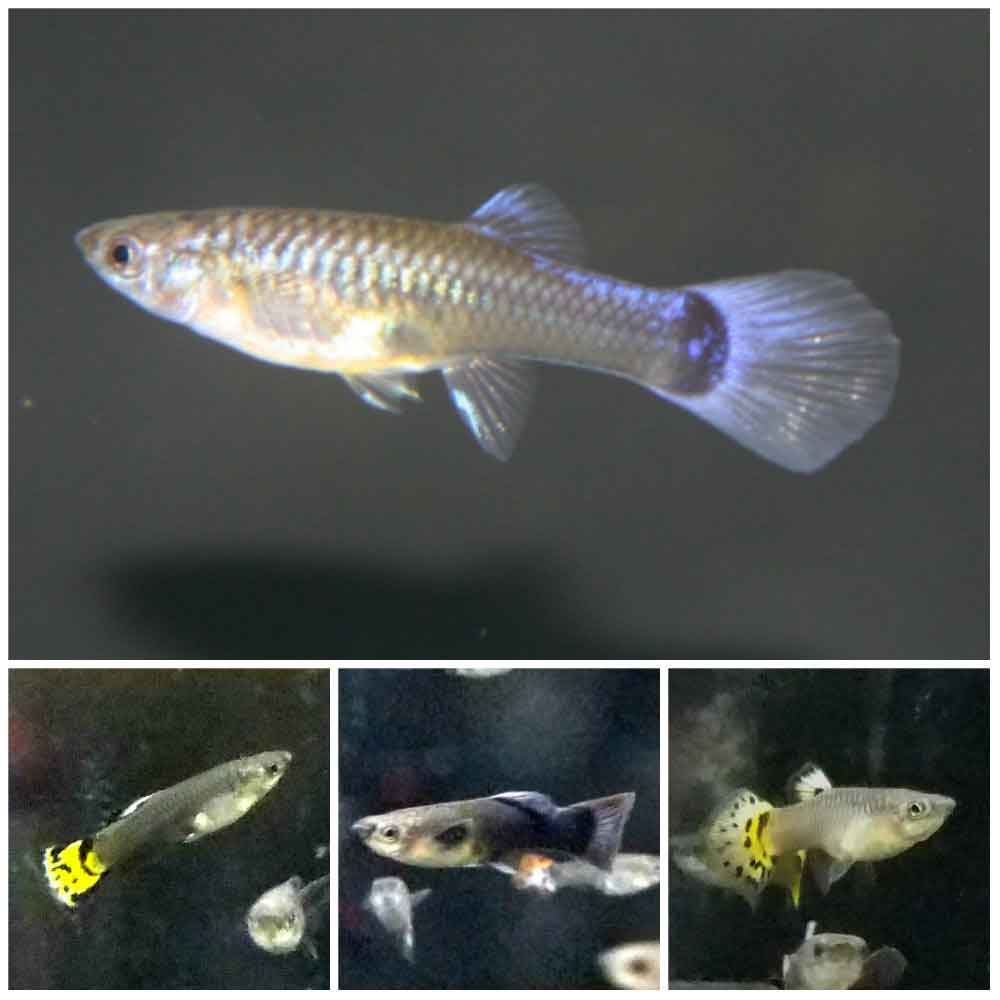 Assorted Fancy Guppy high-quality Poecilia reticulata Female