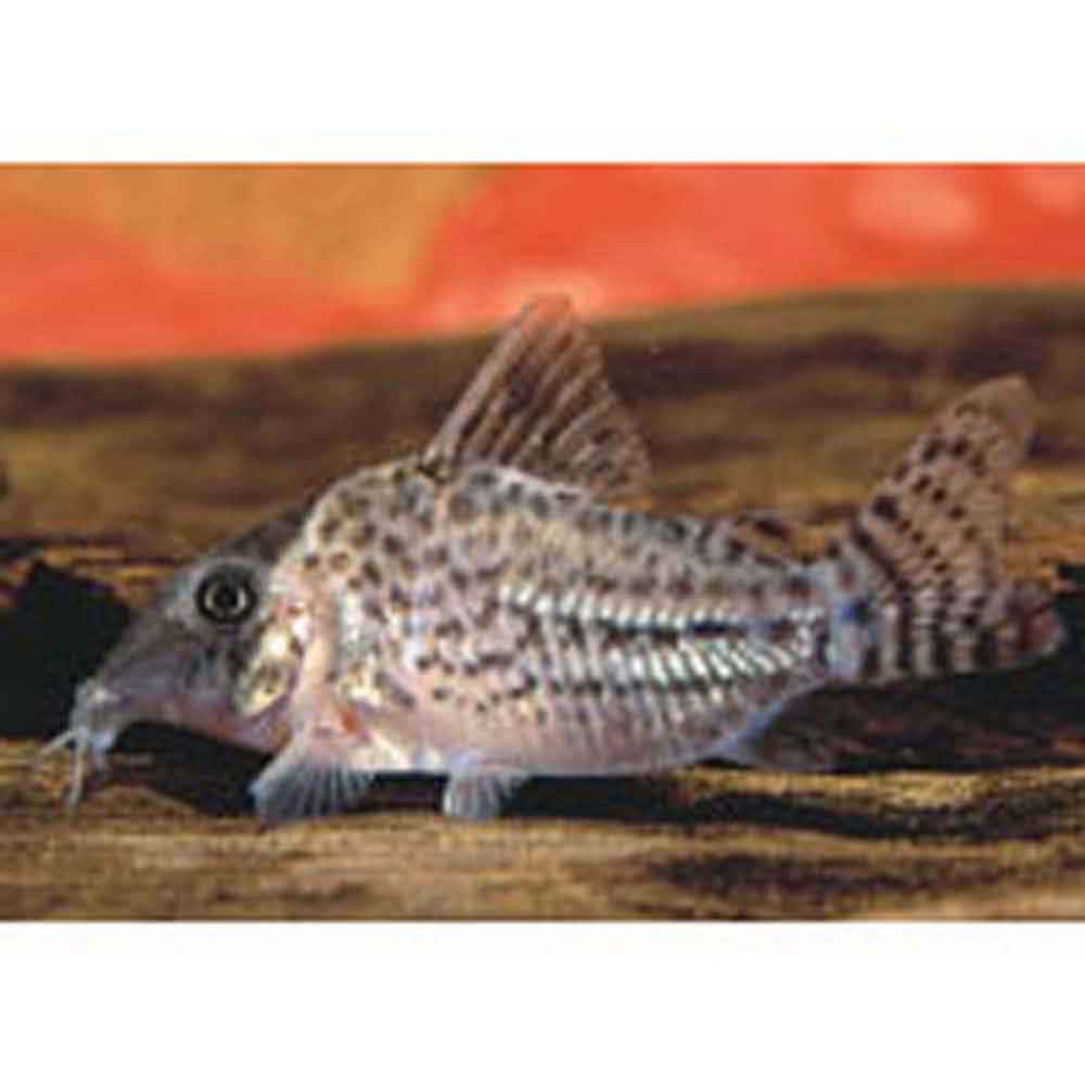 Spotted Cory - Corydoras agassizii | That Fish Place