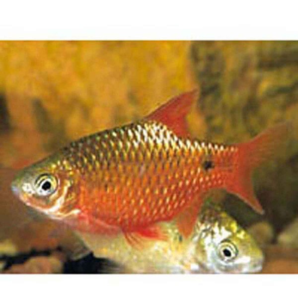 Neon Rosy Barb - Puntius conchonius - Small