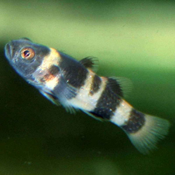 Bumblebee Goby - Brachygobius xanthozona