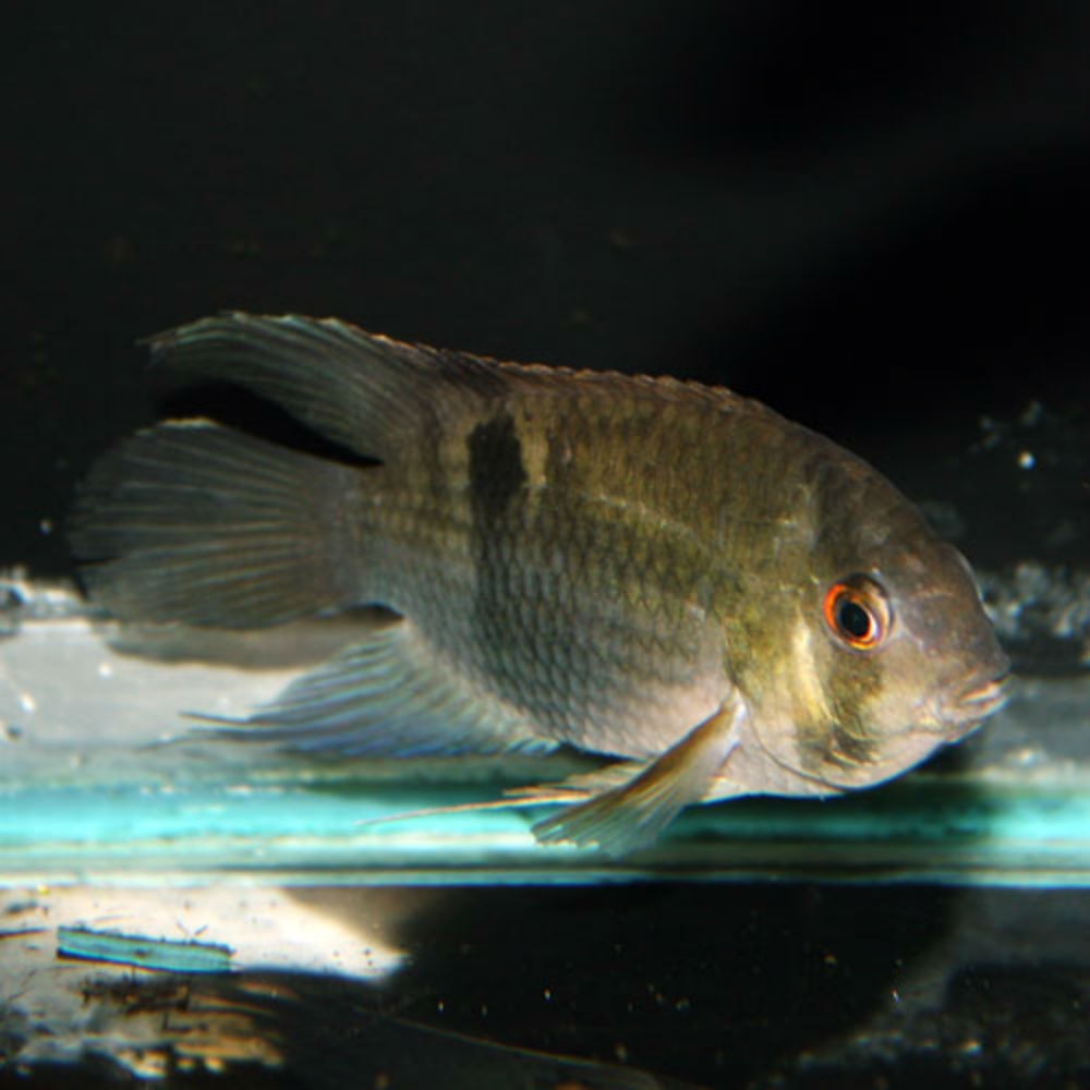 Keyhole Cichlid - Cleithracara maronii | ThatPetPlace.com