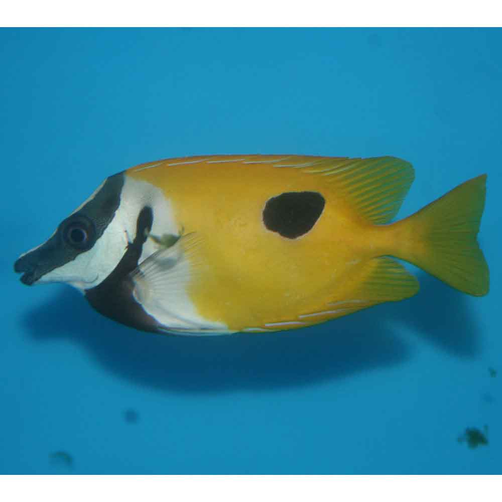 Blotched Foxface - Siganus unimaculatus - Small