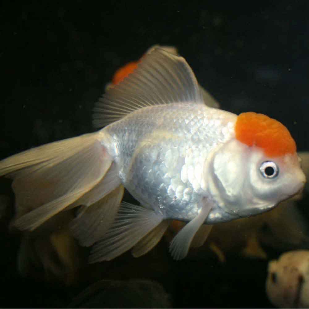 Red Cap Oranda Goldfish - Small | thatpetplace.com