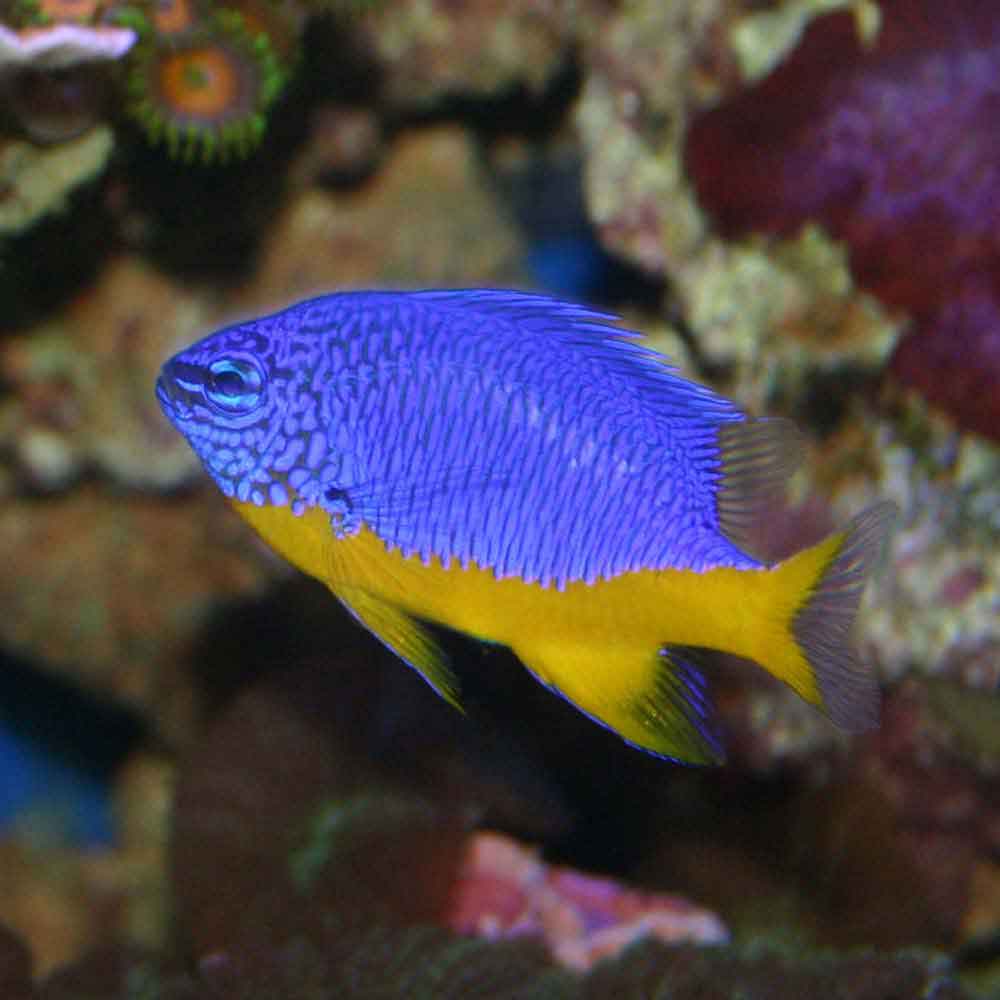 Azure Damsel - Chrysiptera hemicyanea | That Fish Place
