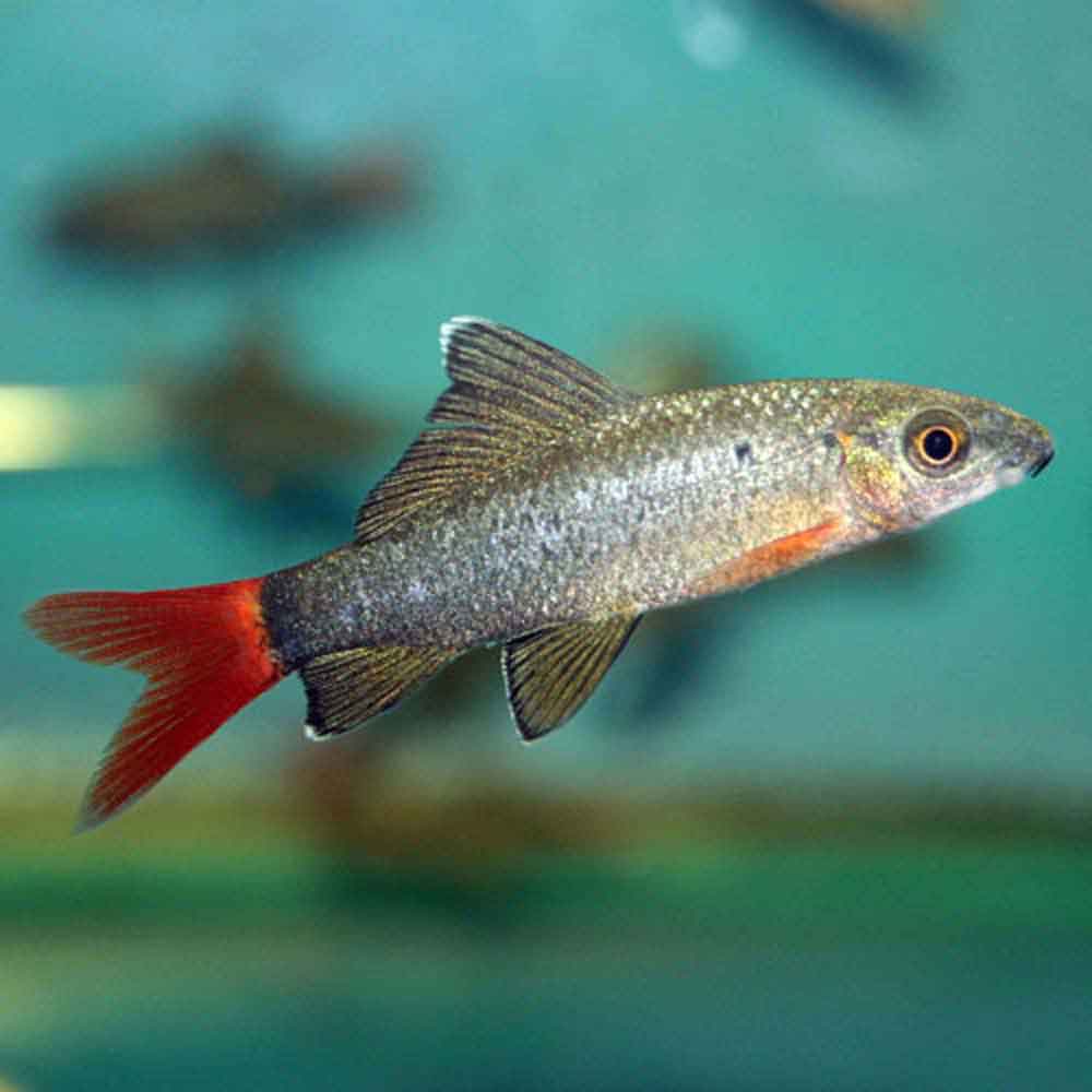 Redtail Shark - Epalzeorhynchos bicolor - Small