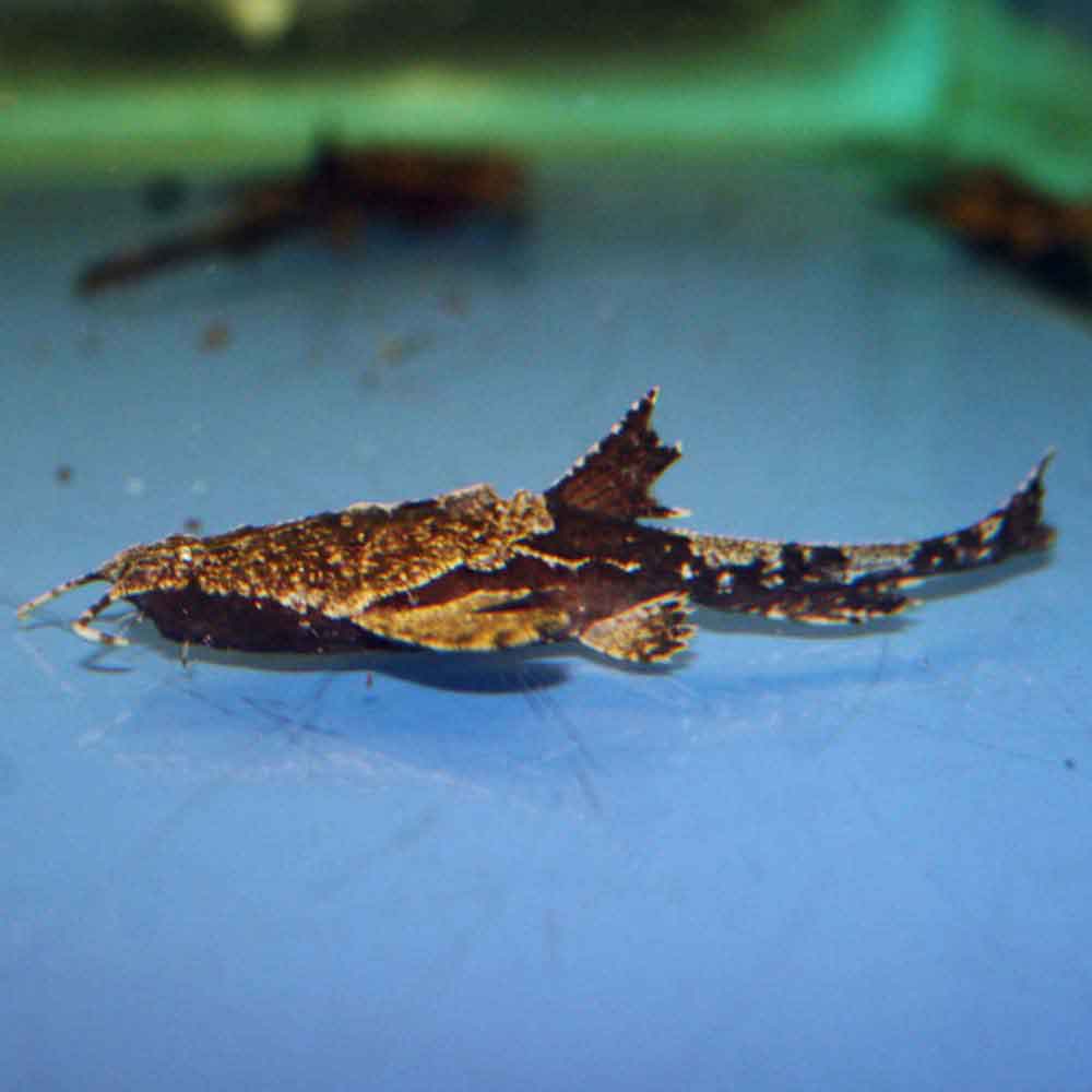 Banjo Catfish - Bunocephalus coracoideus