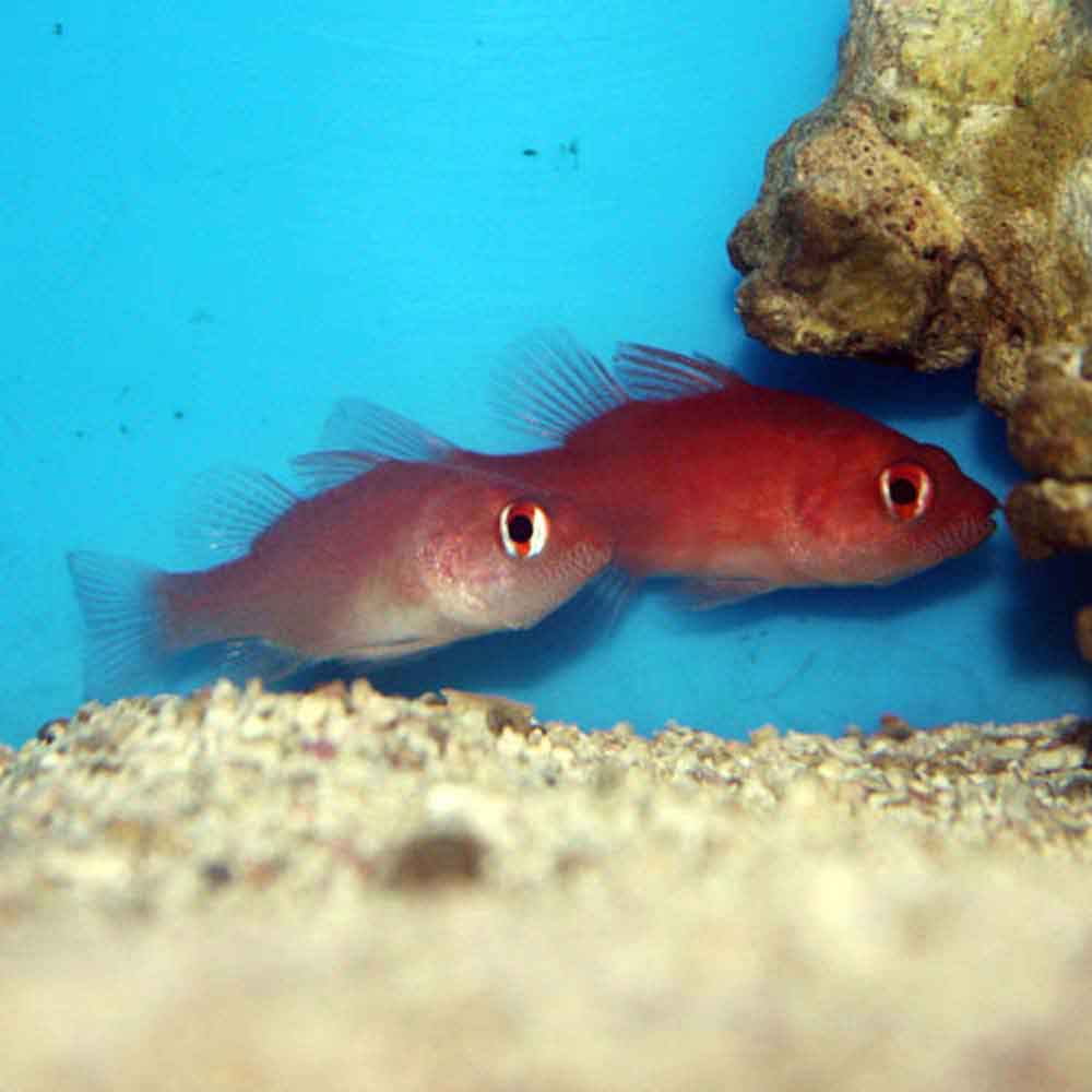 Ruby Red Cardinalfish - Apogon coccineus | ThatPetPlace.com