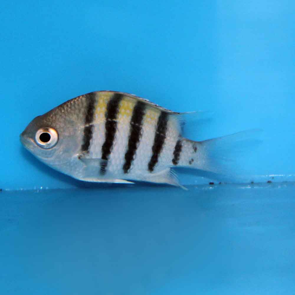 Sergeant Major Damsel - Abudefduf saxatilis - Small | ThatPetPlace.com
