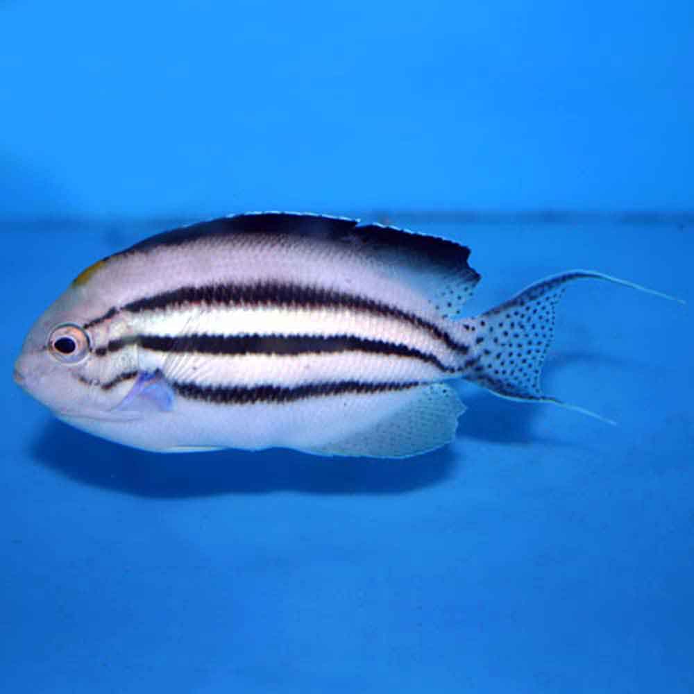 Lamarck's Angel - Genicanthus lamarck - Small