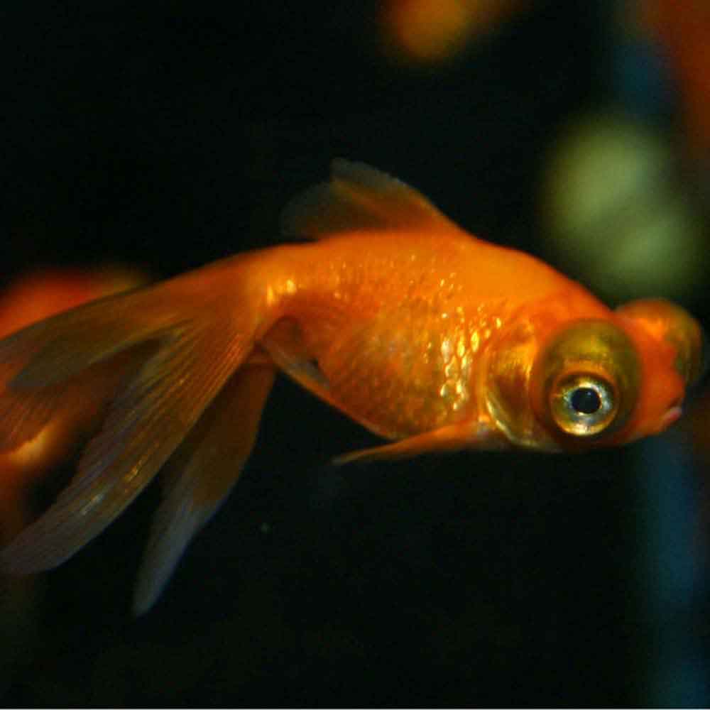 Orange Telescope Goldfish