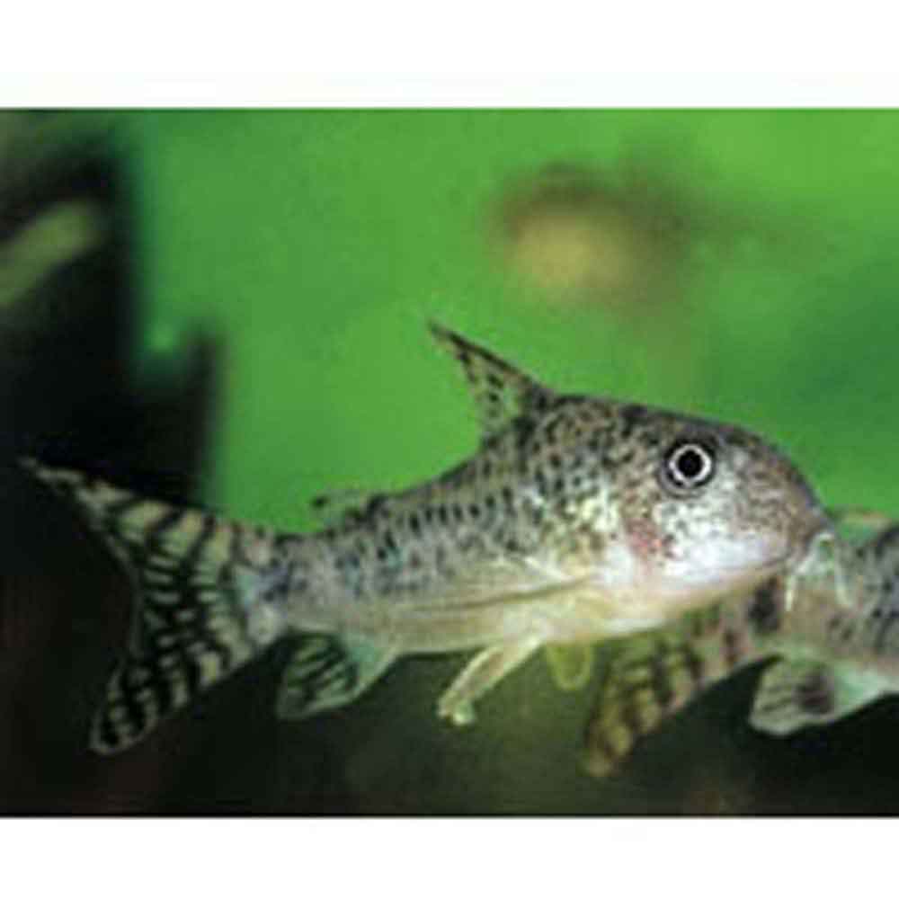 Peppered Cory - Corydoras paleatus - Small | ThatPetPlace.com