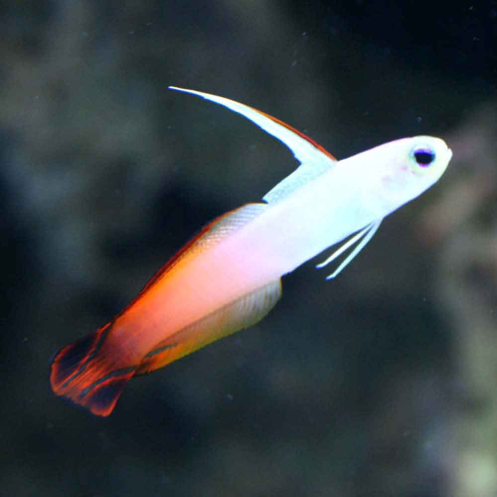 Red Firefish Goby - Nemateleotris magnifica | ThatPetPlace.com