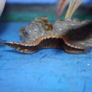 Eels For Freshwater Tropical Aquariums | thatpetplace.com