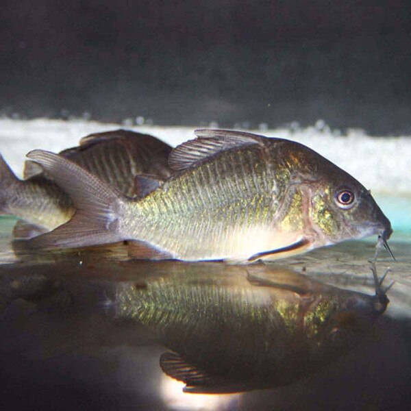 Emerald Green Catfish - Brochis splendens | ThatPetPlace.com