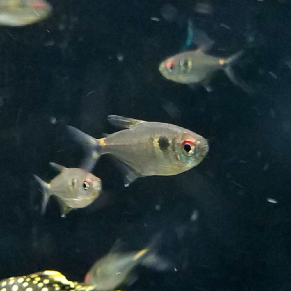 Head And Tail Light Tetra