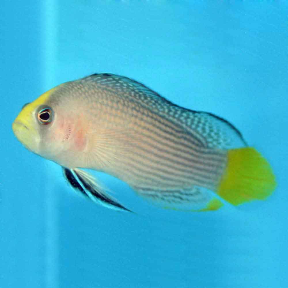 Splendid Dottyback - Manonichthys splendens