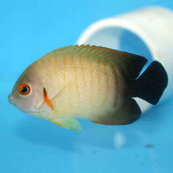 Eibli Pygmy Angel - Centropyge eibli - Large