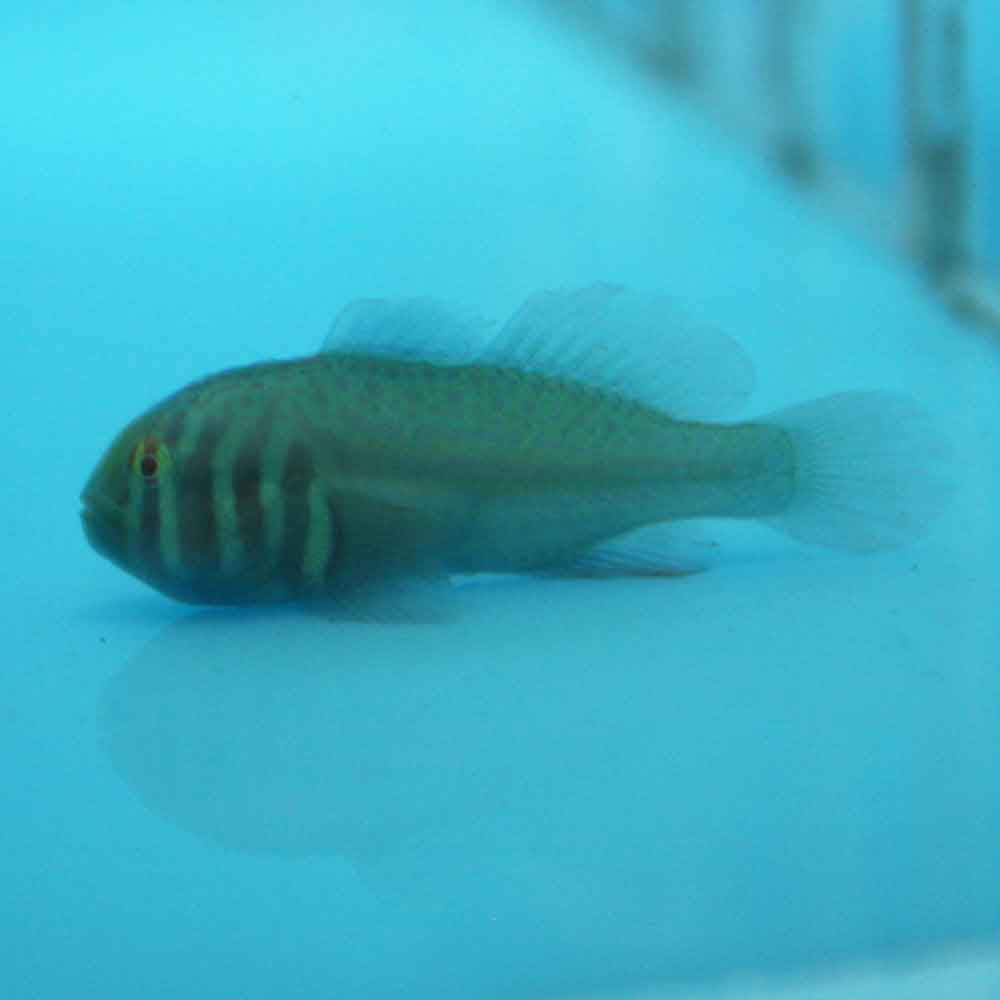 Green Clown Goby - Gobiodon histrio - Small