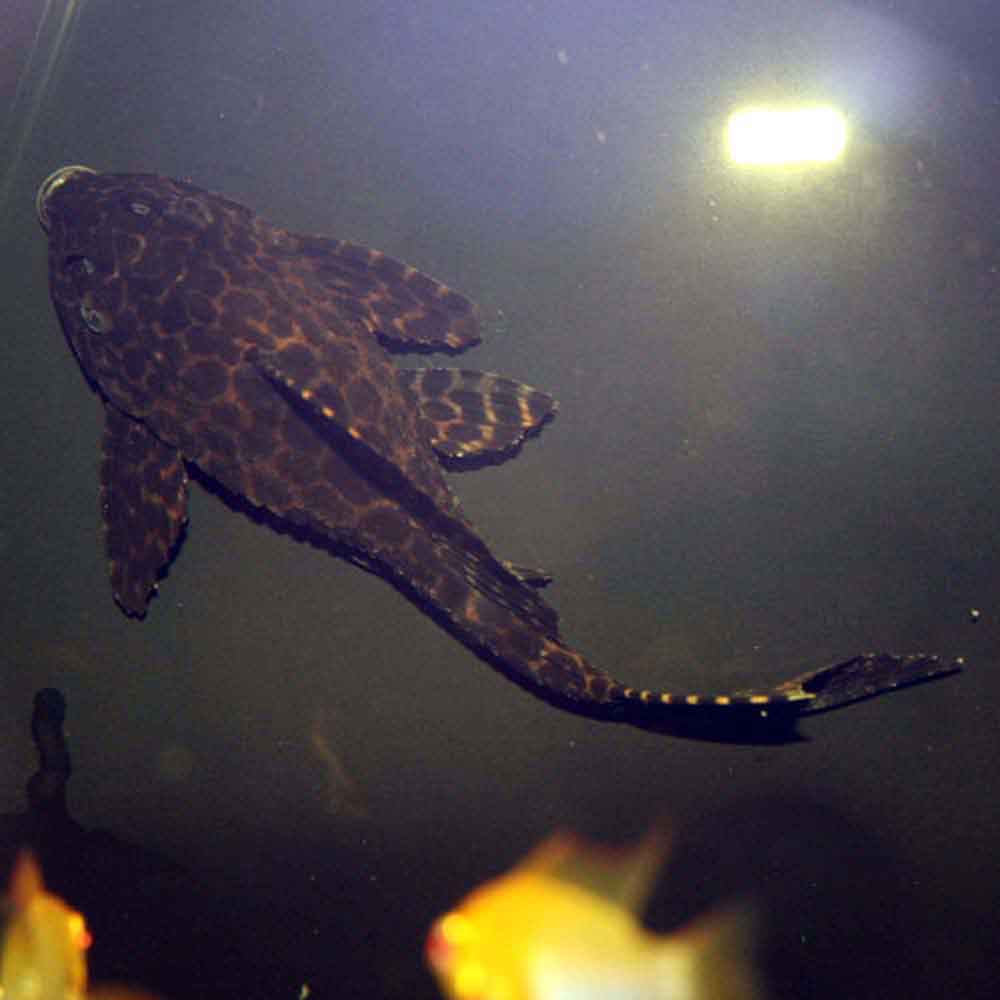 Sail Fin Pleco - Pterygoplichthys gibbiceps - Small | ThatPetPlace.com