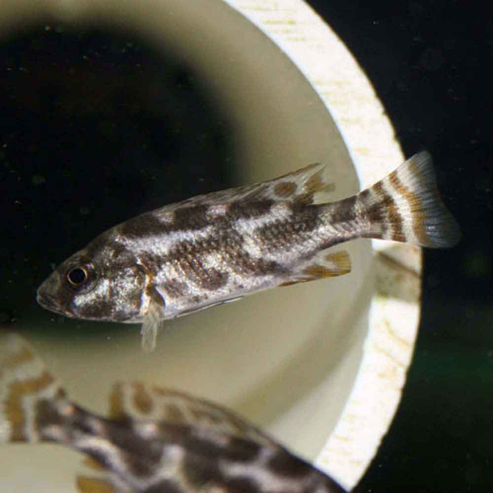 Nimbochromis livingstonii - Juvenile | That Fish Place