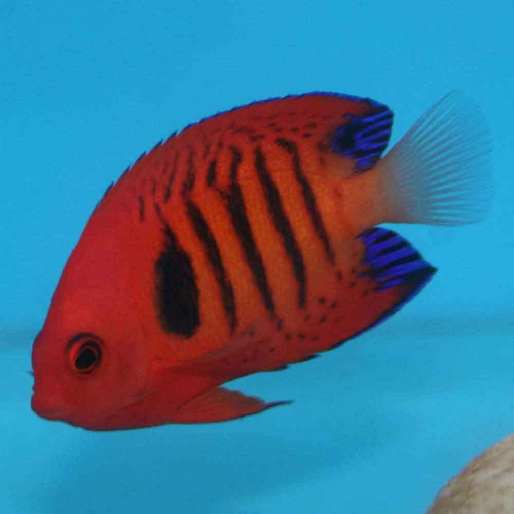 Flame Pygmy Angel - Centropyge loricula - Small