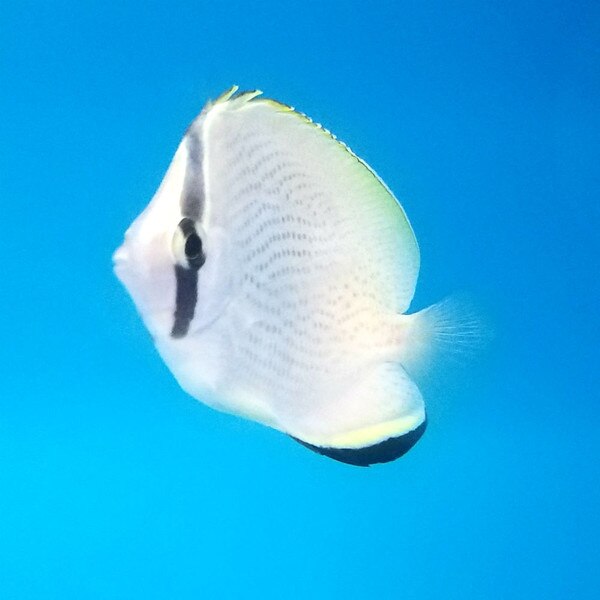 Speckled Butterfly - Chaetodon citrinellus - Small/Medium ...