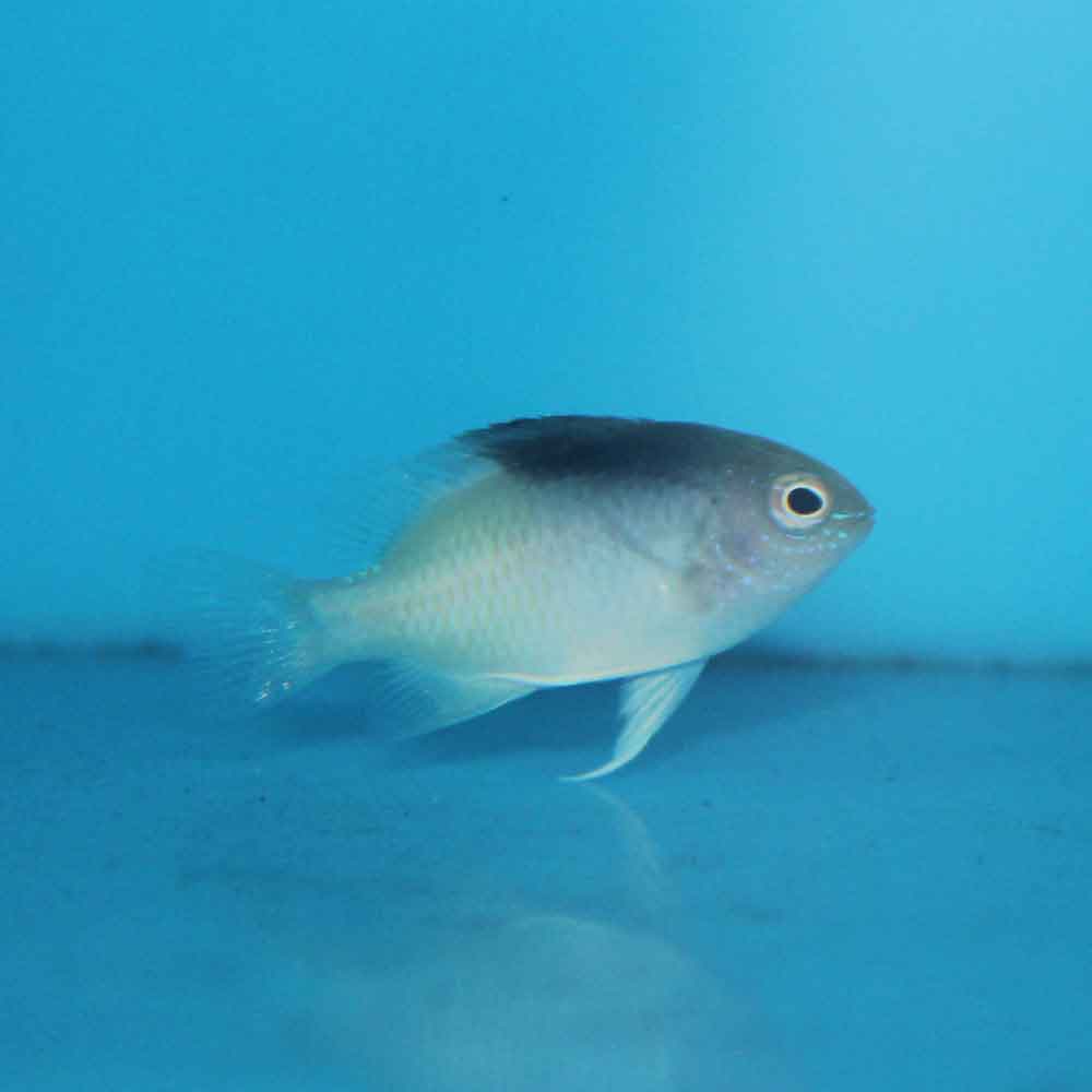 Rolland's Damsel - Chrysiptera rollandi | That Fish Place