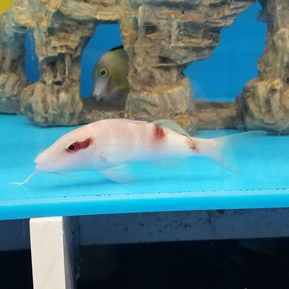 Manybar Goatfish - Parupeneus multifasciatus