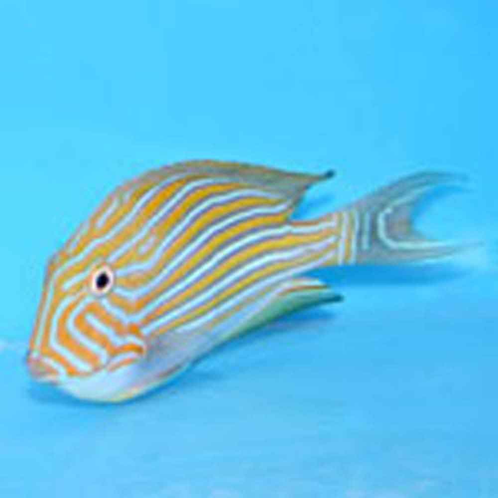 Clown Tang - Acanthurus lineatus - Small | ThatPetPlace.com