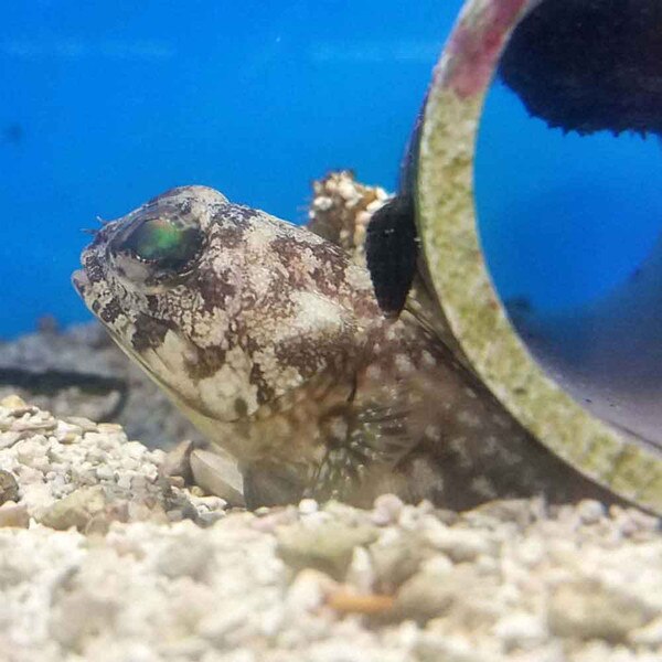 dusky jawfish