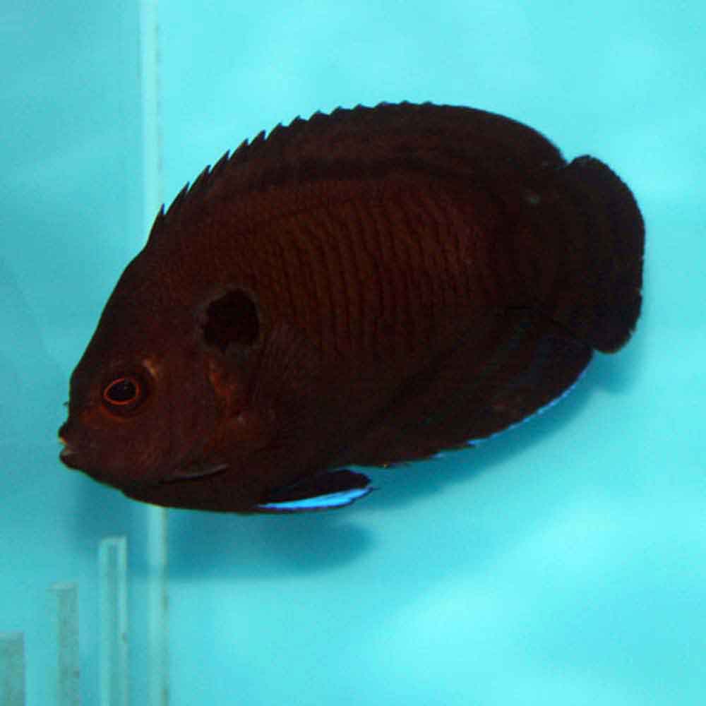 Blue Fin Pygmy Angel - Centropyge multispinis - Medium