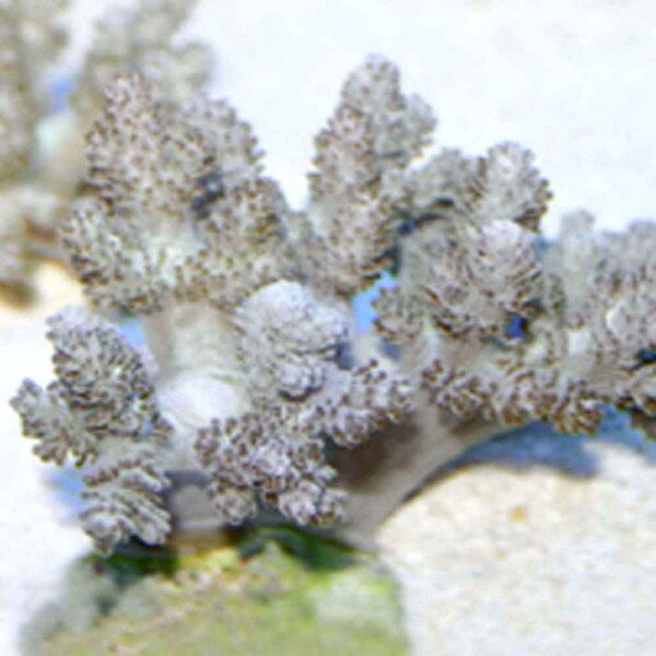 Kenya Tree Coral - Capnella sp. - Small