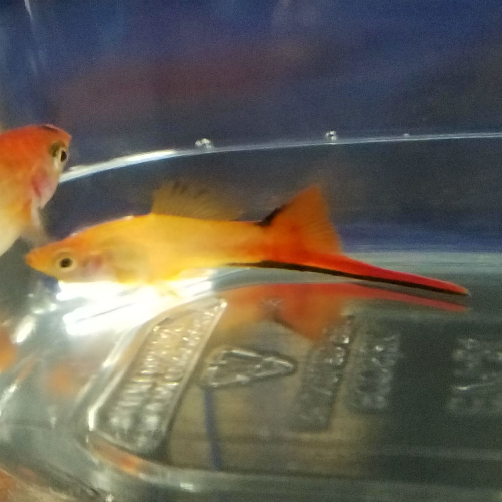 Pink Coral Swordtail - Xiphophorus helleri | ThatPetPlace.com