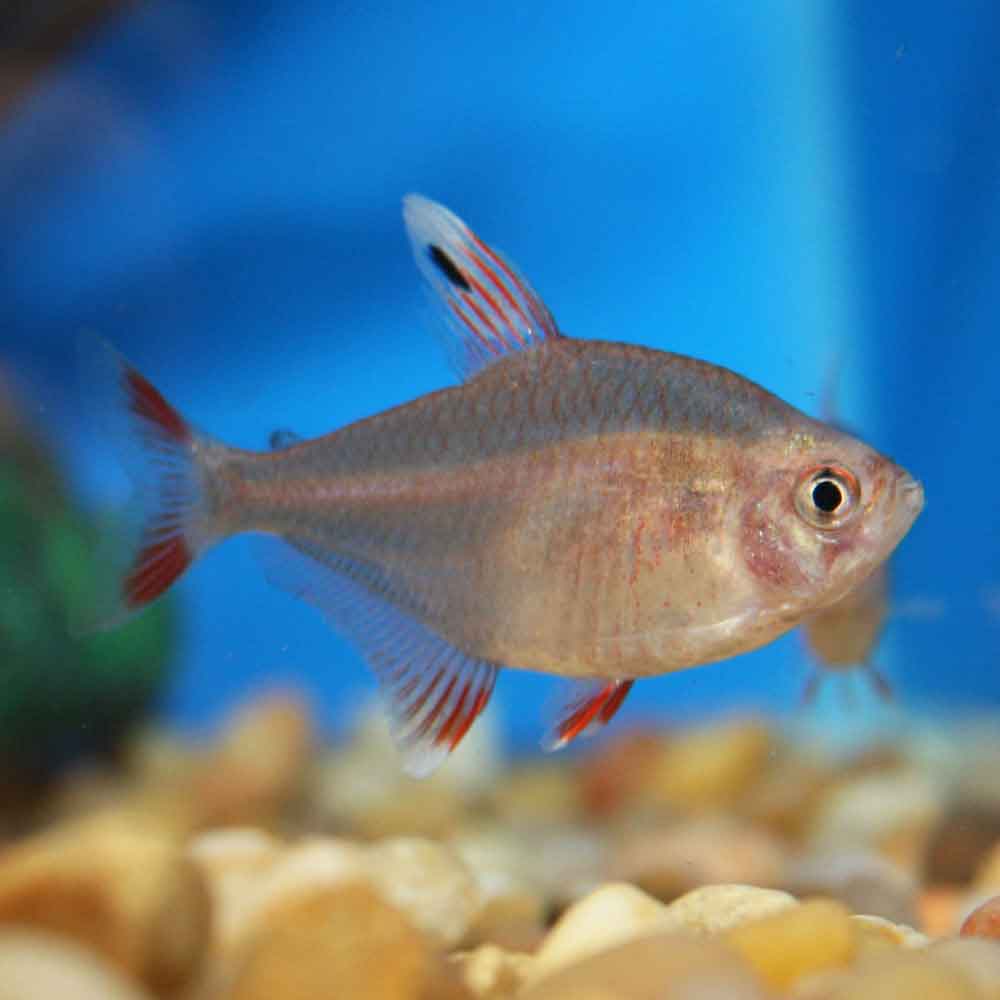 HY511 Tetra - Hyphessobrycon sp. | thatpetplace.com