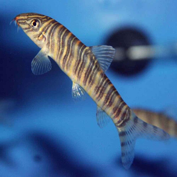 Zebra Loach - Botia striata | That Fish Place