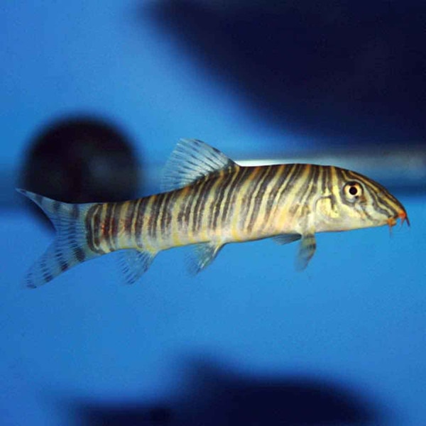 Zebra Loach - Botia striata | That Fish Place
