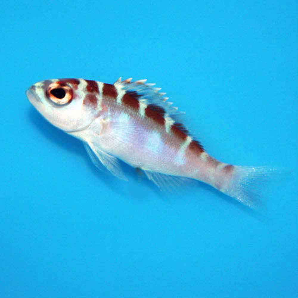 Chalk Bass - Serranus tortugarum | That Fish Place