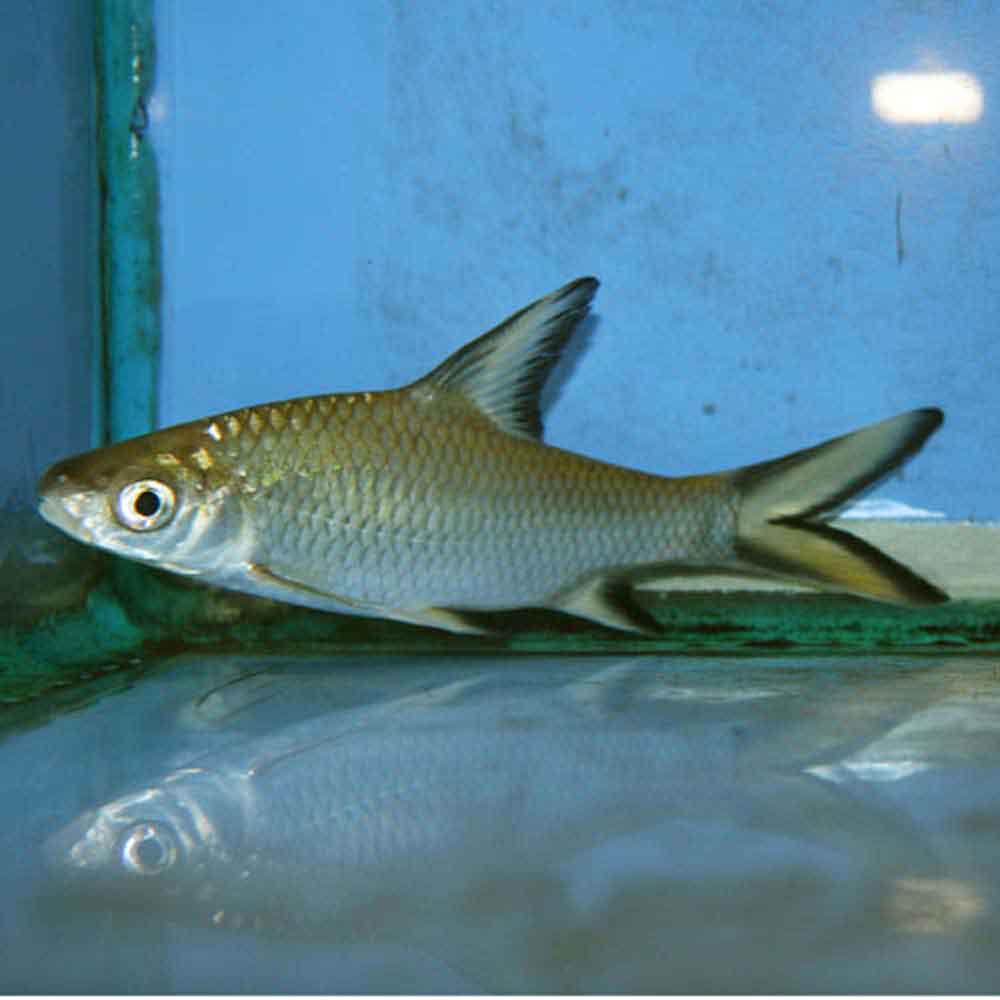 Tricolor Shark - Balantiocheilos melanopterus - Small | ThatPetPlace.com