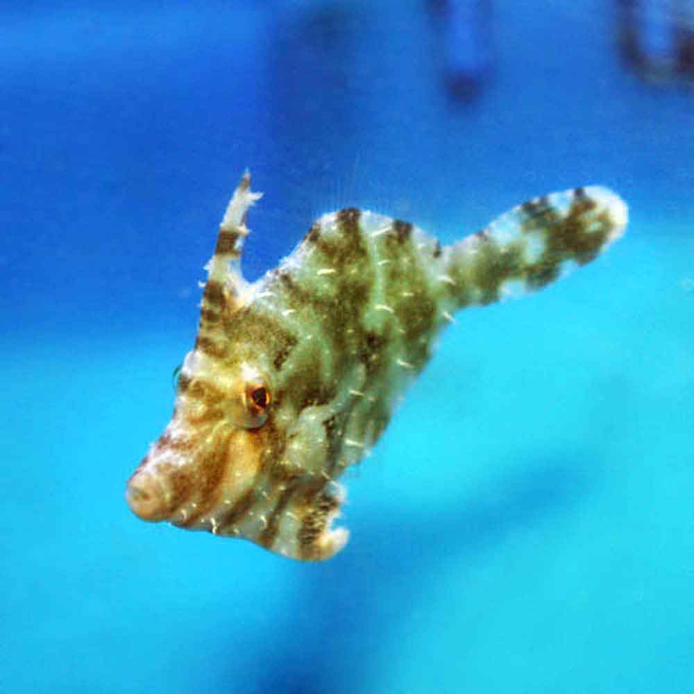 Fringed Filefish - Monacanthus ciliatus - Small