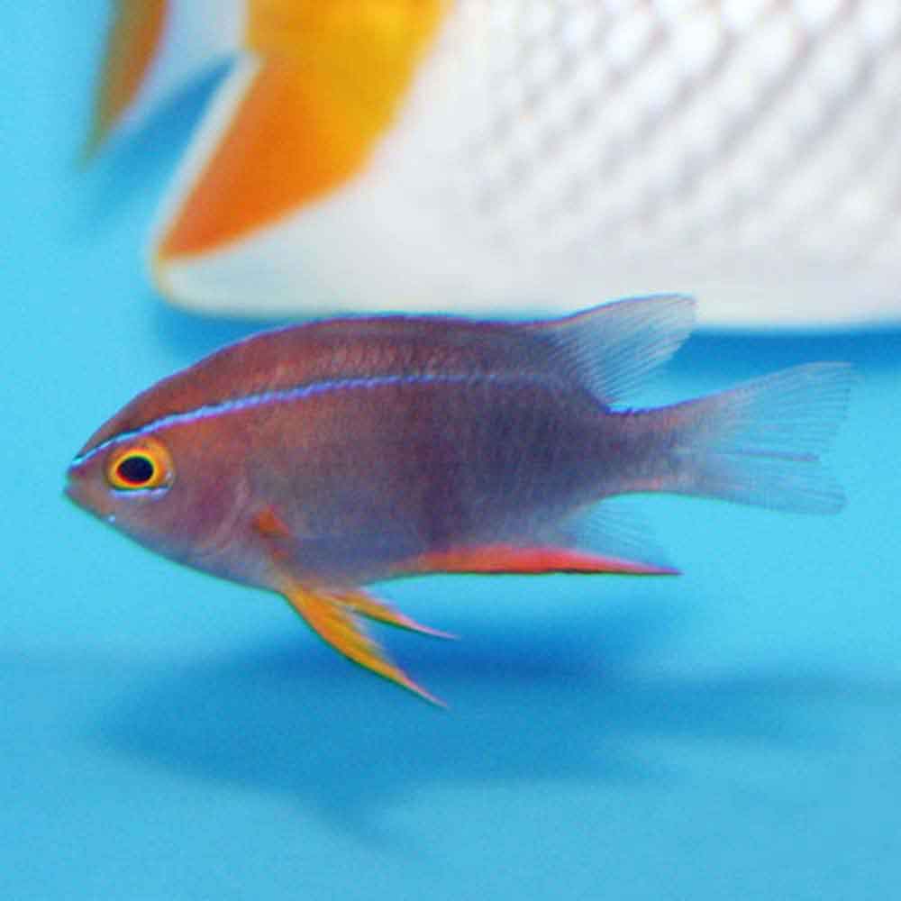 Cross's Damsel - Neoglyphidodon crossi - Juvenile | ThatPetPlace.com