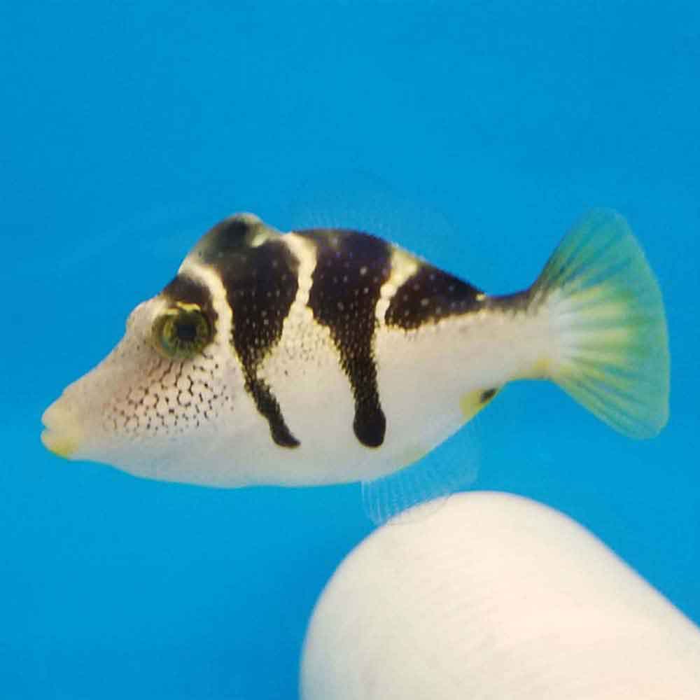 Black Saddle Mimic Filefish - Paraluteres prionurus