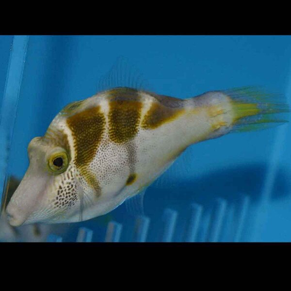 Black Saddle Mimic Filefish - Paraluteres prionurus