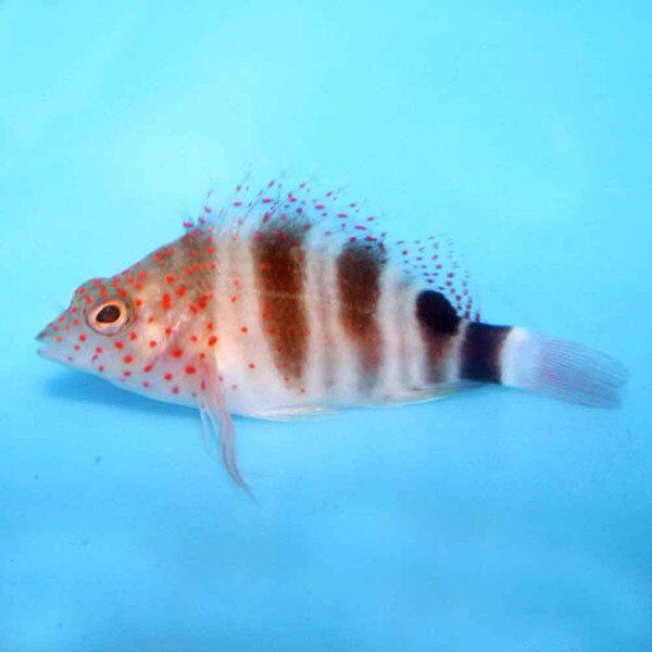 Red-spotted Hawkfish - Amblycirrhitus pinos