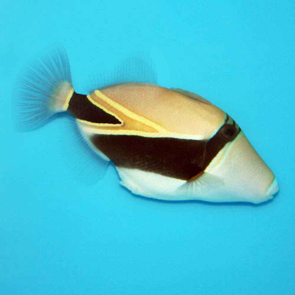 Rectangle Trigger - Rhinecanthus rectangulus - Medium