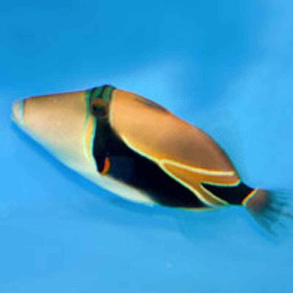 Rectangle Trigger - Rhinecanthus rectangulus - Medium