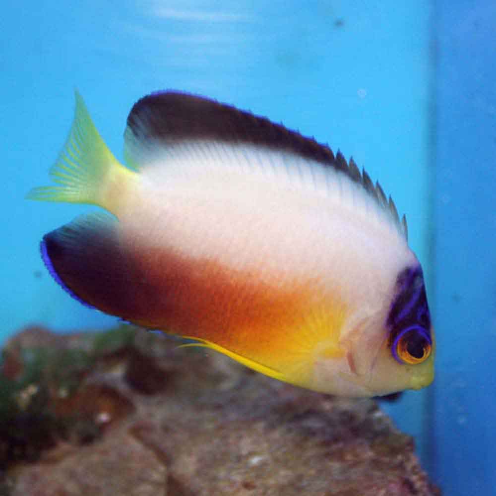 Multicolor Pygmy Angel - Centropyge multicolor - Medium/Large ...