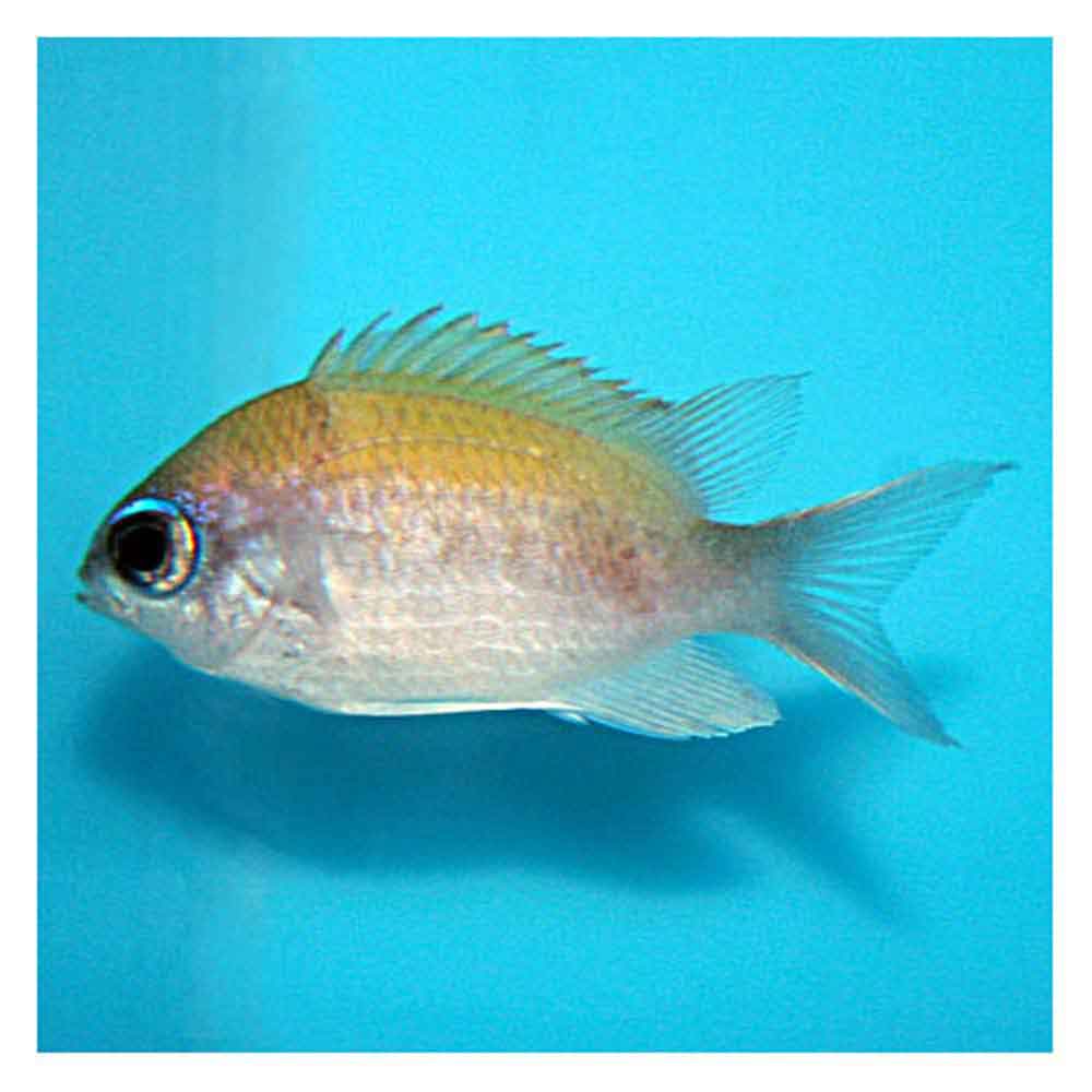 Sunshine Chromis - Chromis insolata | That Fish Place